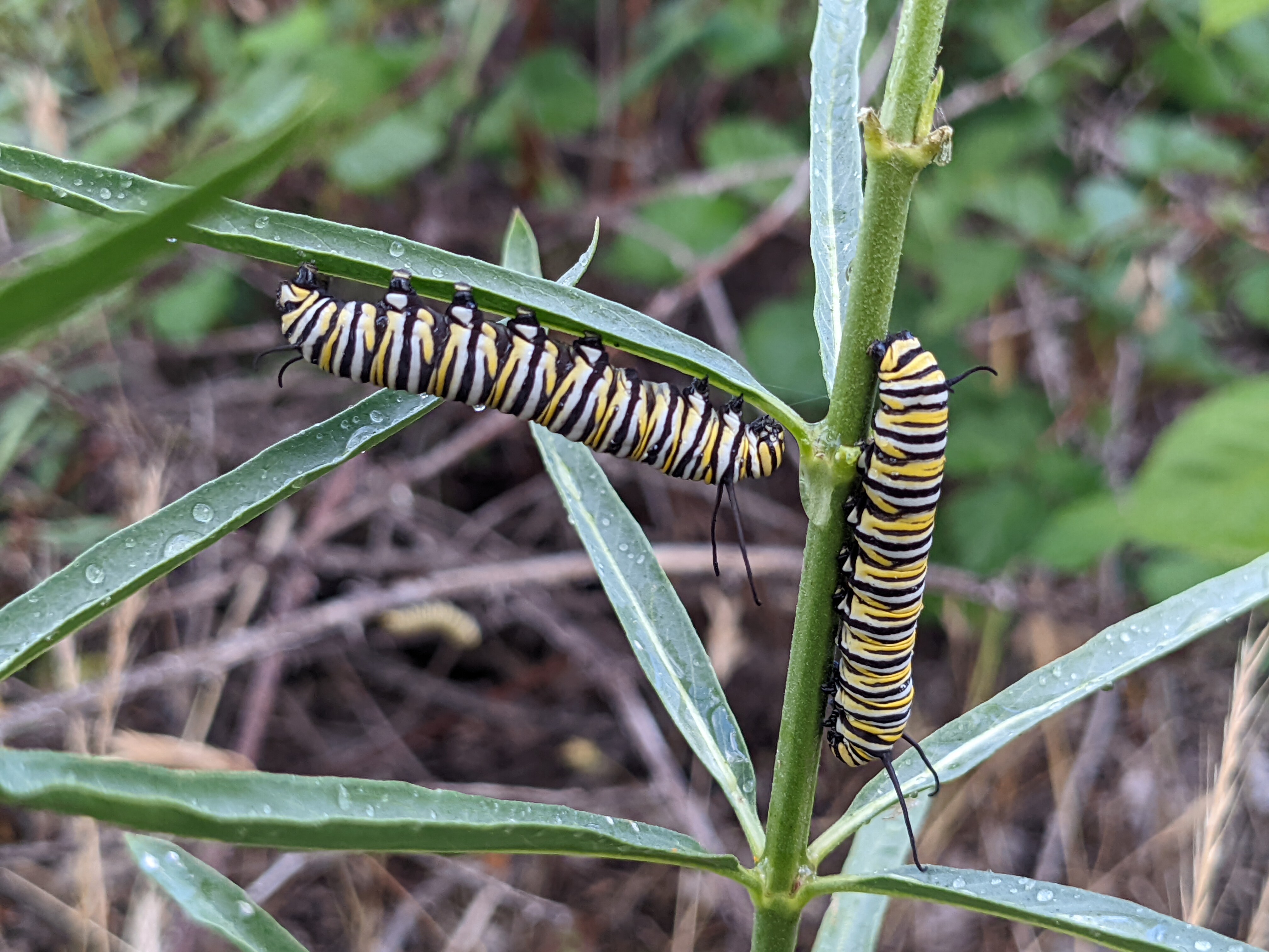 Urgent Action to Save Monarch Butterflies - River Partners