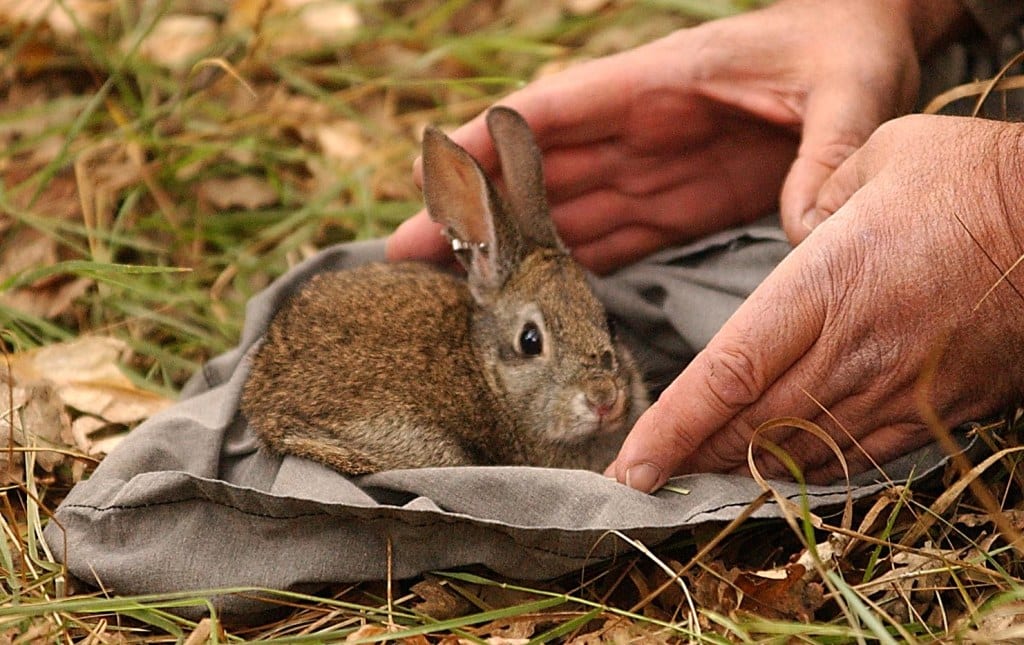Expanding Floodplains for Wildlife - River Partners