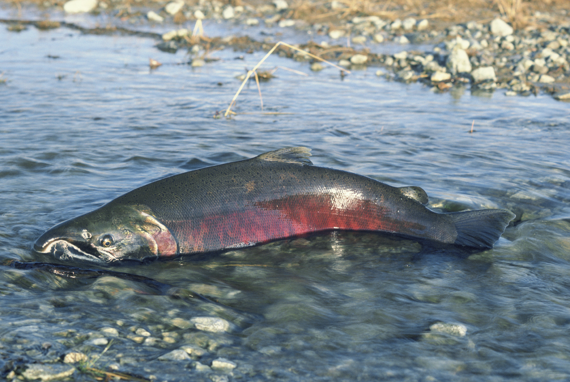 Saving Salmon during Historic Drought - River Partners