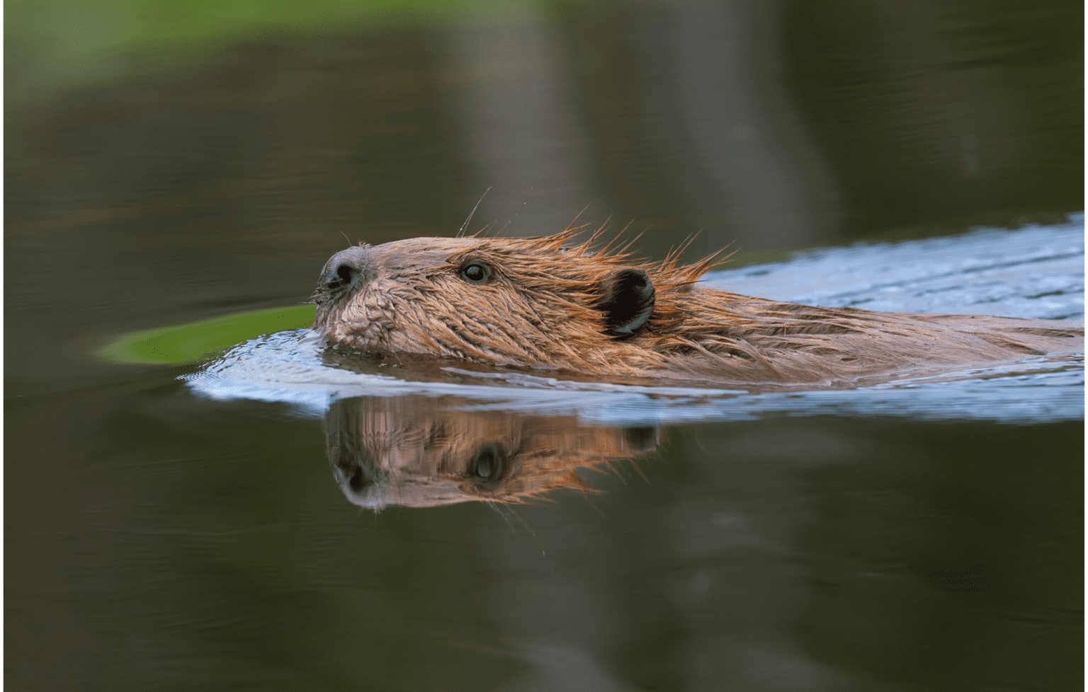 Beavers: The Unsung Heroes of Healthy Rivers - River Partners