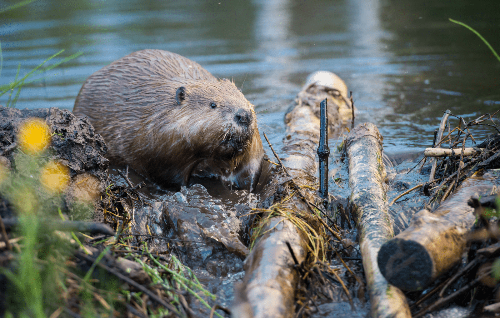 Beavers: The Unsung Heroes of Healthy Rivers - River Partners