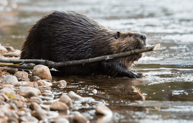 Beavers: The Unsung Heroes of Healthy Rivers - River Partners