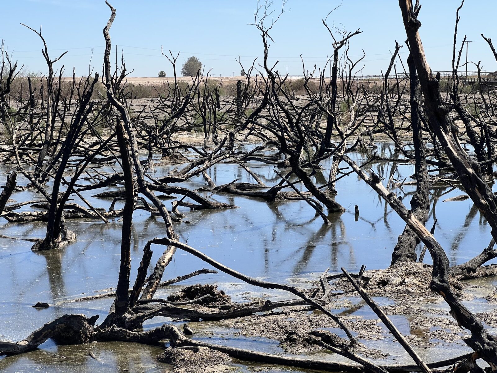 Bringing Life Back to the Salton Basin - River Partners