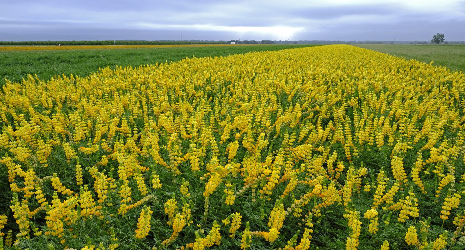 The Power of Native Seeds - River Partners