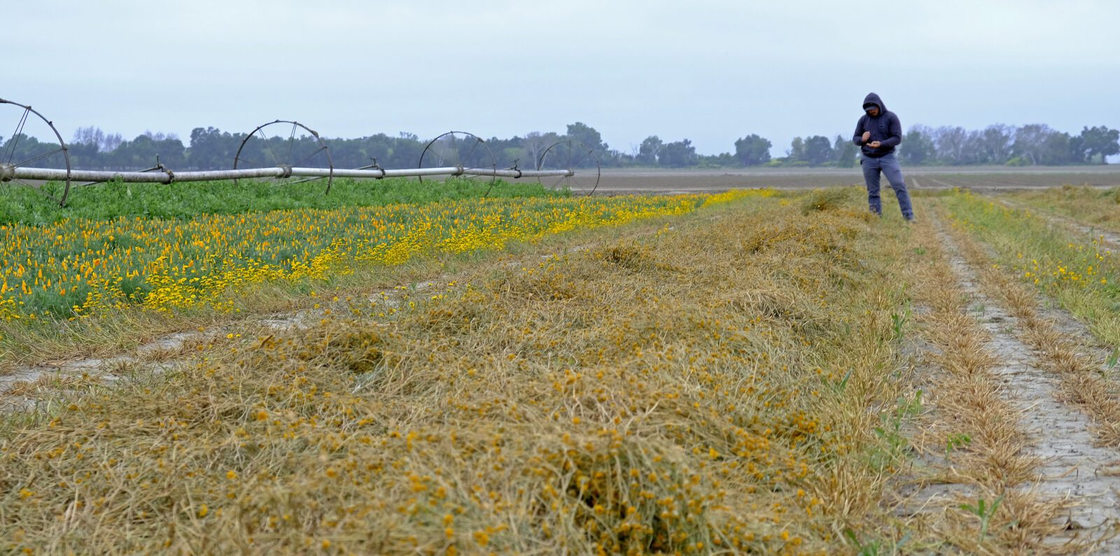 The Power of Native Seeds - River Partners