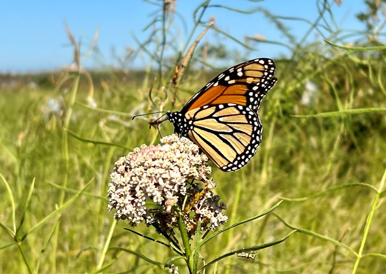 Bringing Monarch Butterflies Back from the Brink - River Partners