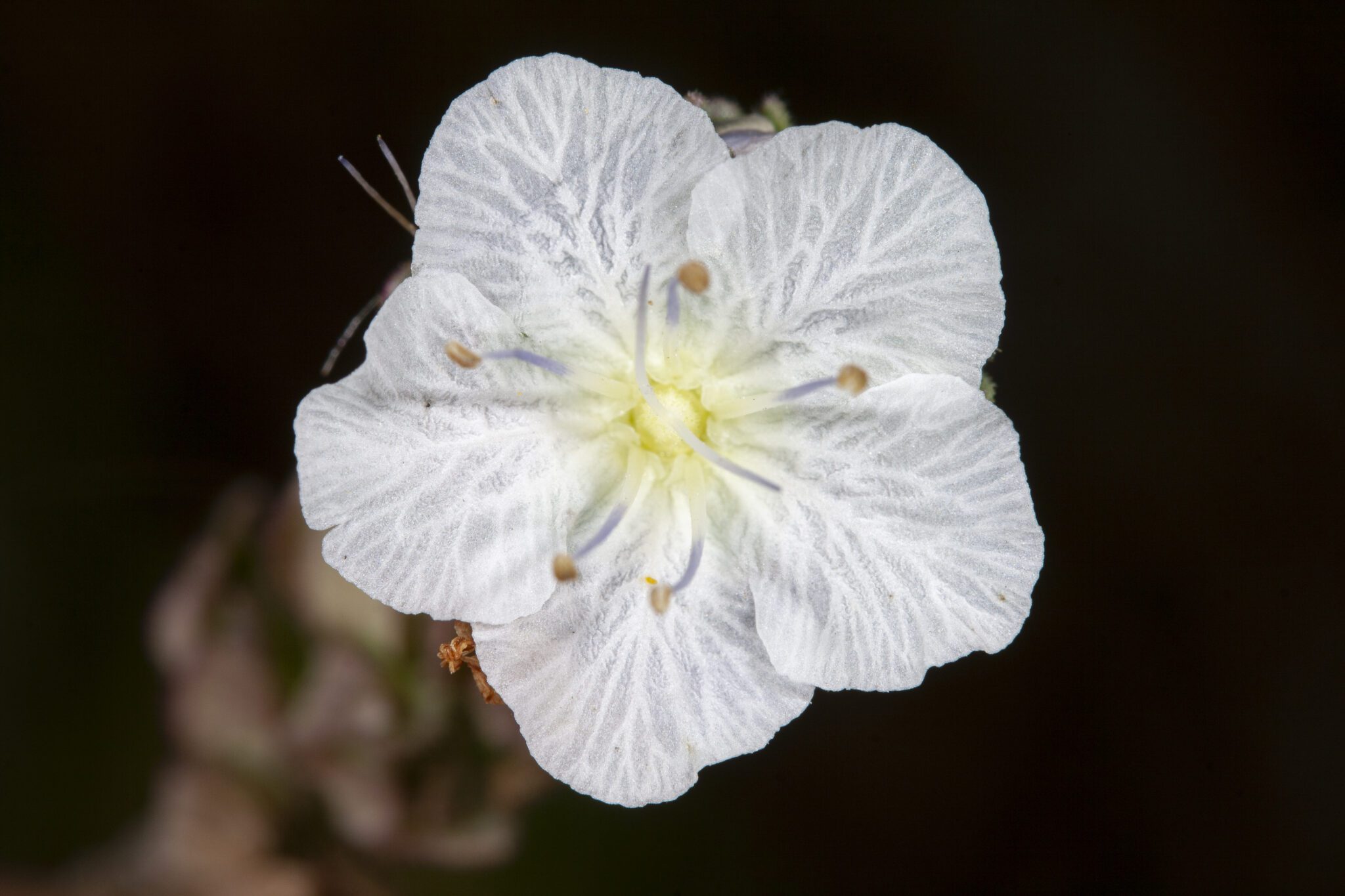 Renewing Roots: Heritage Growers is Reviving Resilient Habitats ...