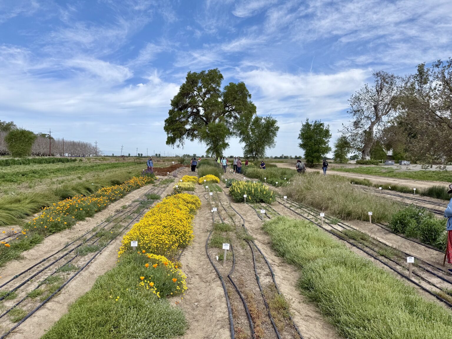 Seeding a Lifeline: Stepping Up to Save the Imperiled Western Monarch ...