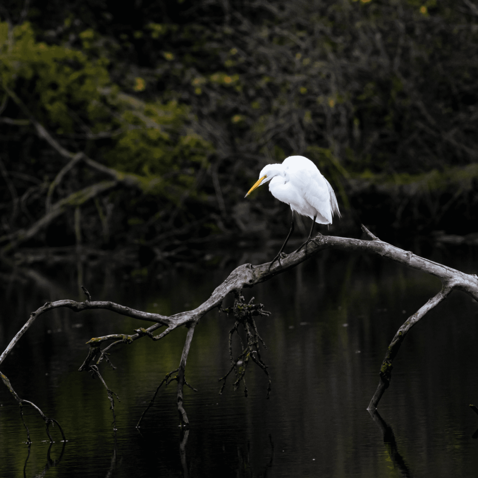 More than A Park: One Year at Dos Rios - River Partners