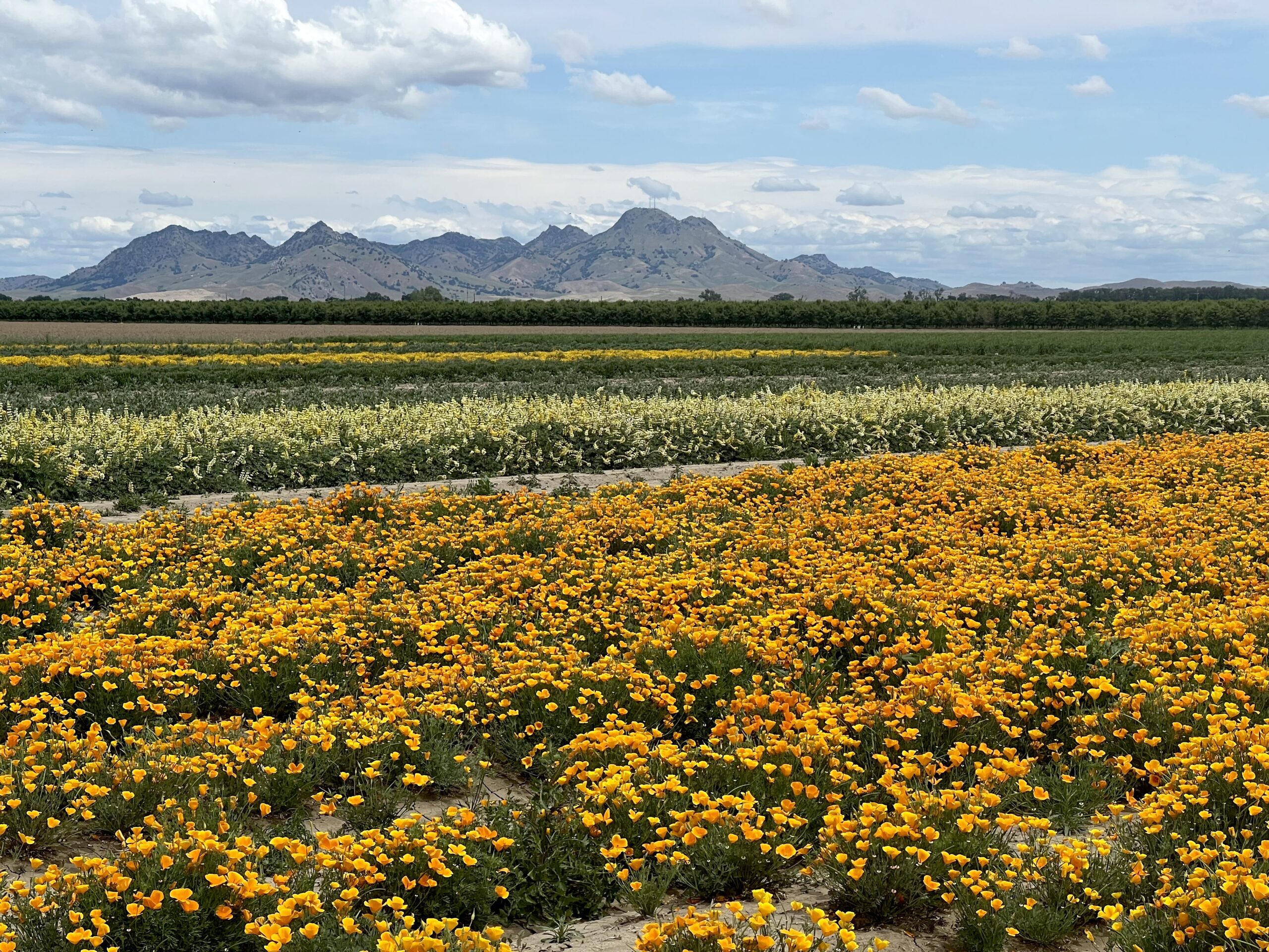 Growing Native Seed to Fuel California’s Critical 30X30 Restoration, Climate Goals - River Partners